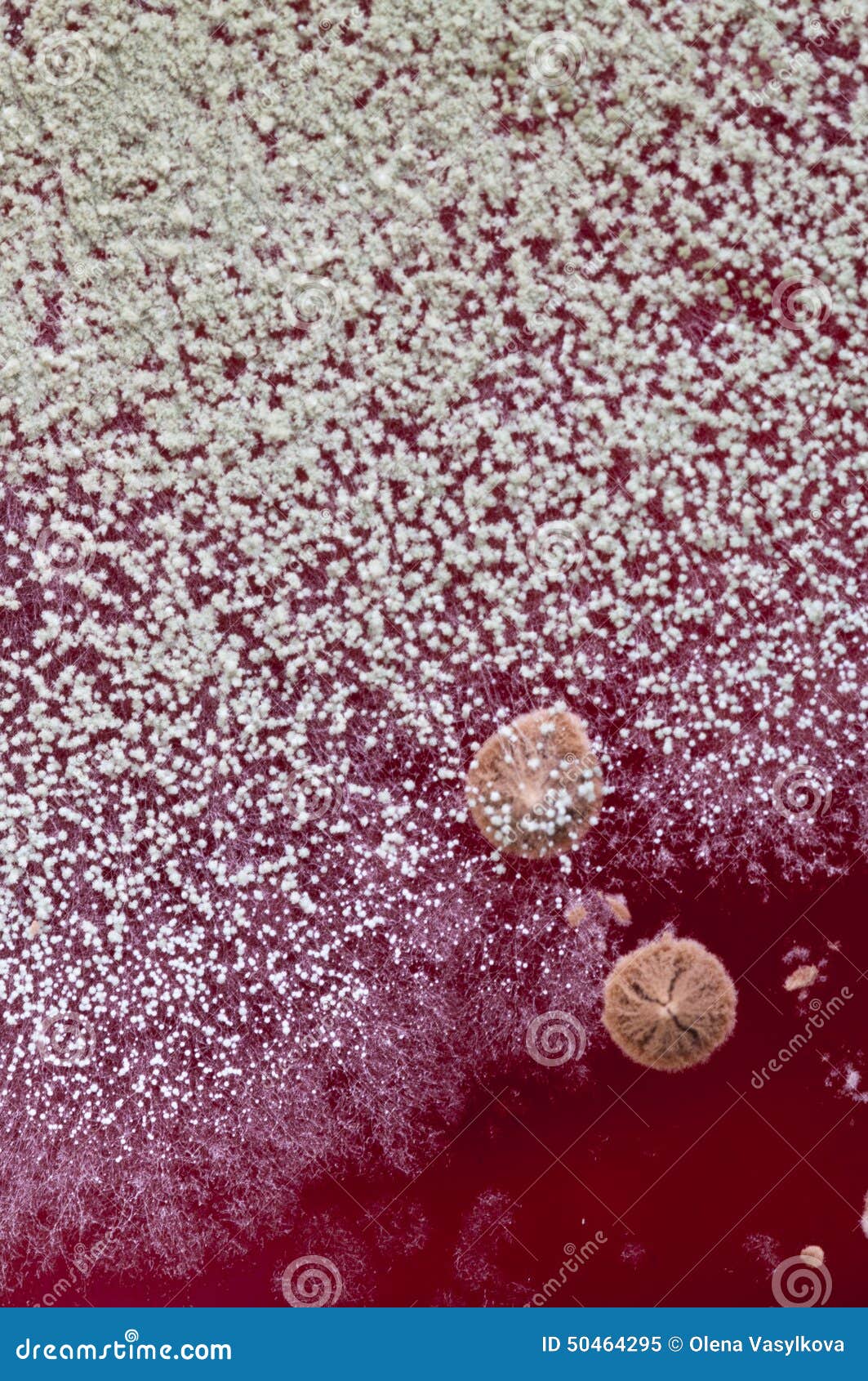 Mold colonies stock image. Image of microscopic, health - 50464295