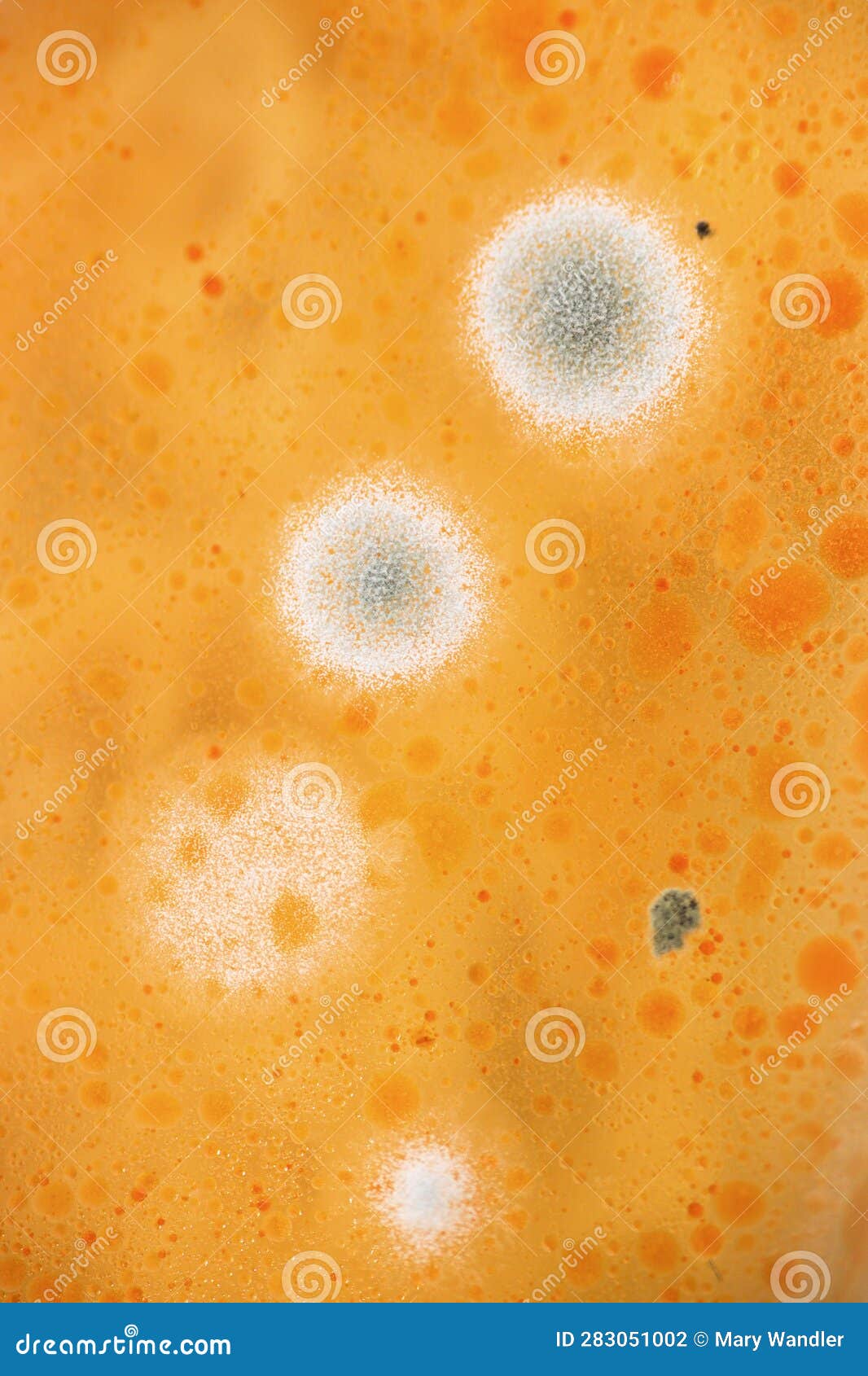 Mold Colonies Growing on Chicken Noodle Soup Stock Photo - Image of ...