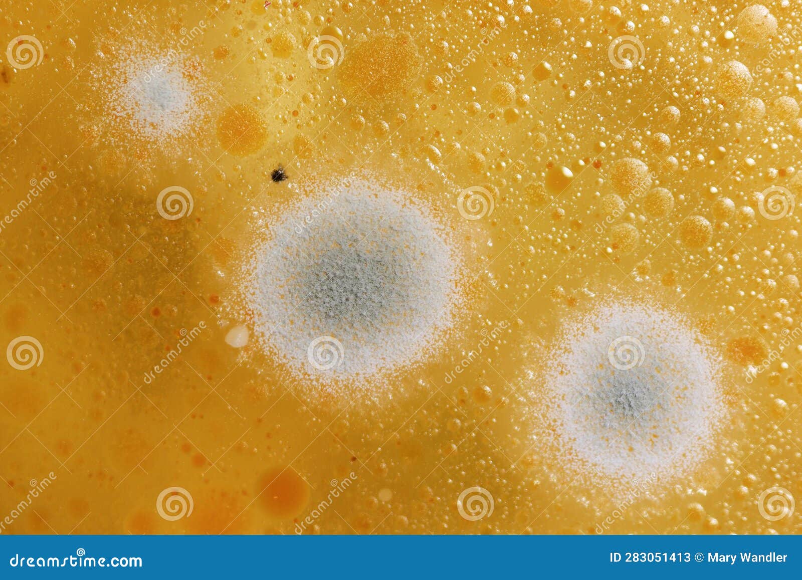 Mold Colonies Growing on Chicken Noodle Soup Stock Image - Image of ...