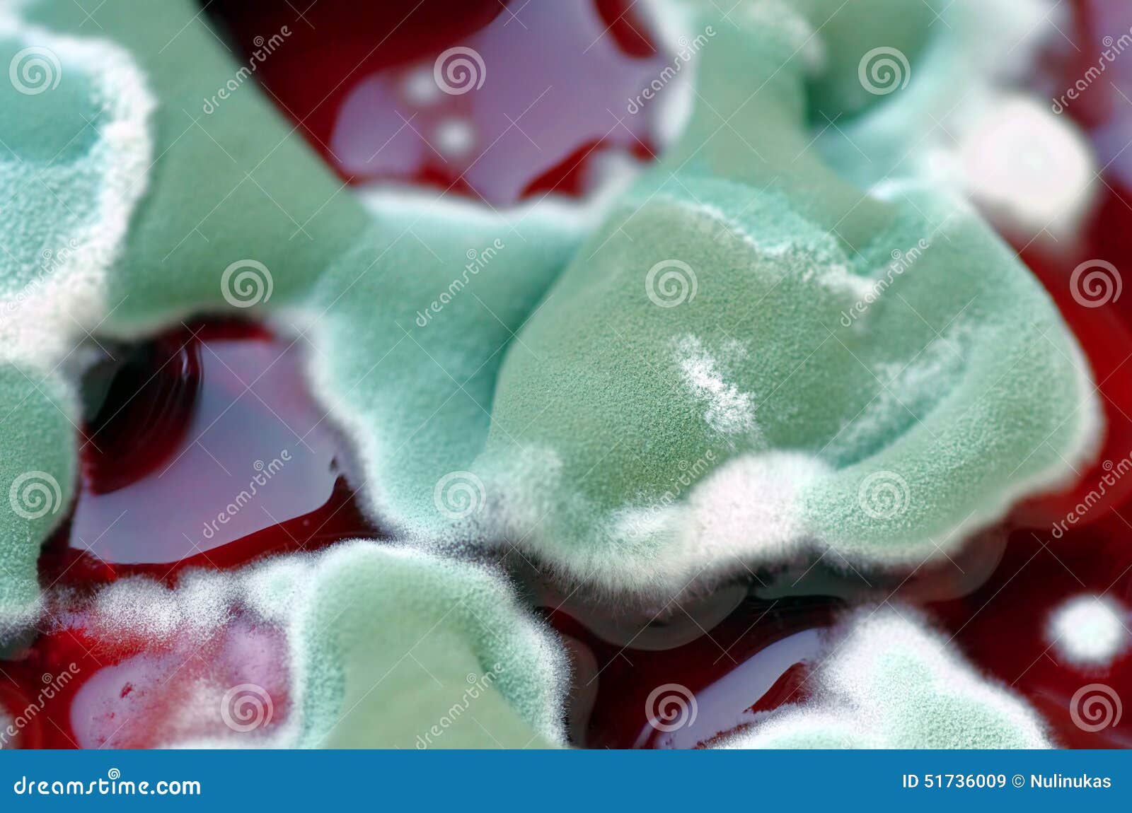 Mold Colonies on Red Background Stock Image - Image of biology, fungal ...