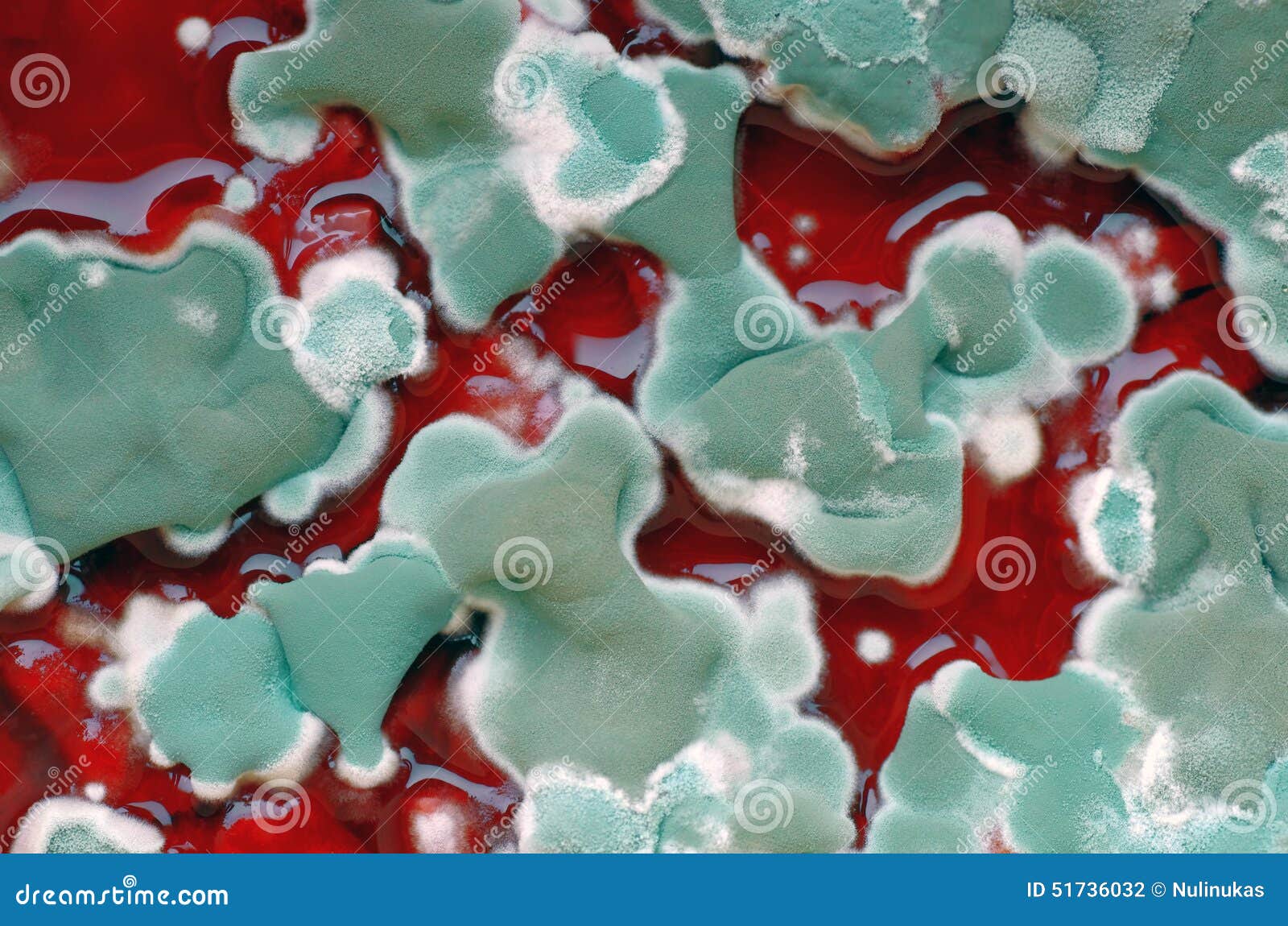 Mold Colonies on Red Background Stock Photo - Image of plant ...