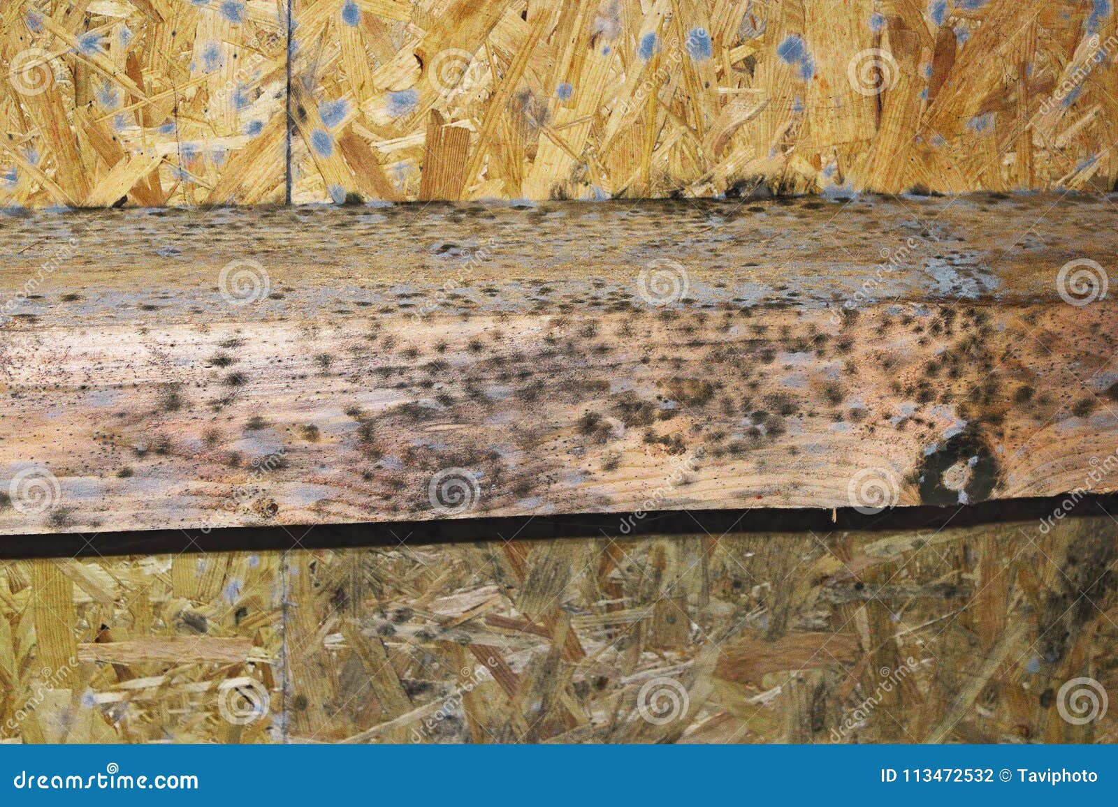 Mold on Construction Wooden Elements Stock Photo - Image of mold ...