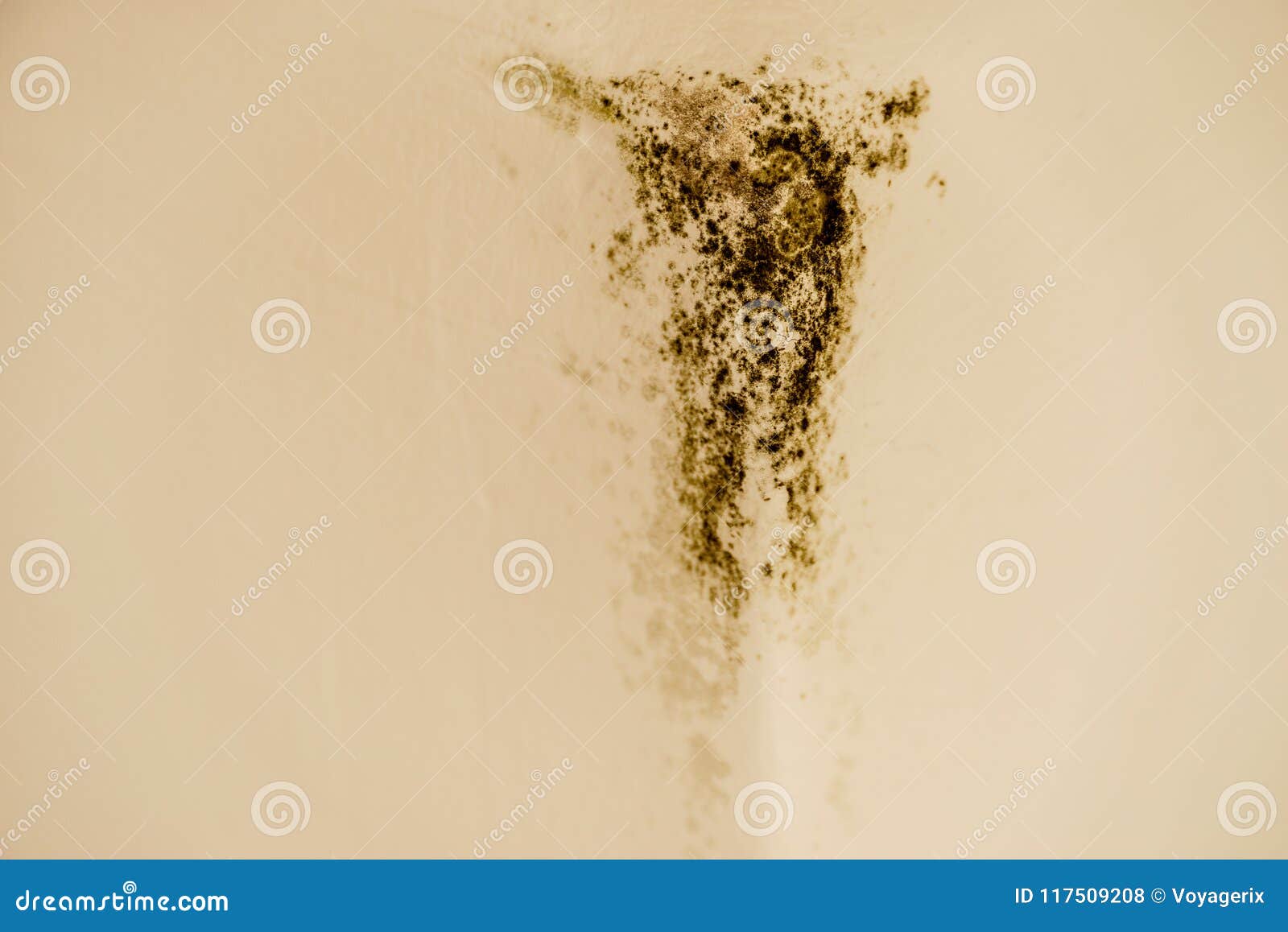 Mold in the Corner of Light Wall Stock Photo - Image of sickness ...