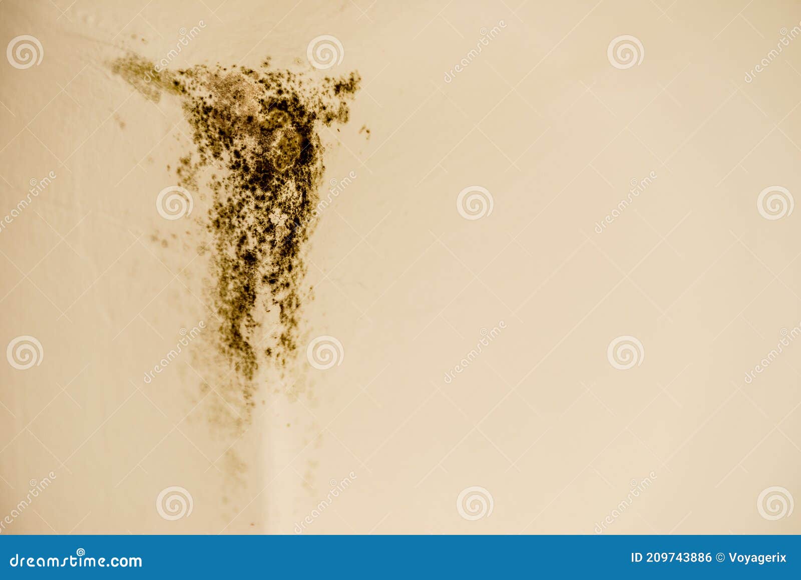Mold in the Corner of Light Wall Stock Photo - Image of allergy, mould ...