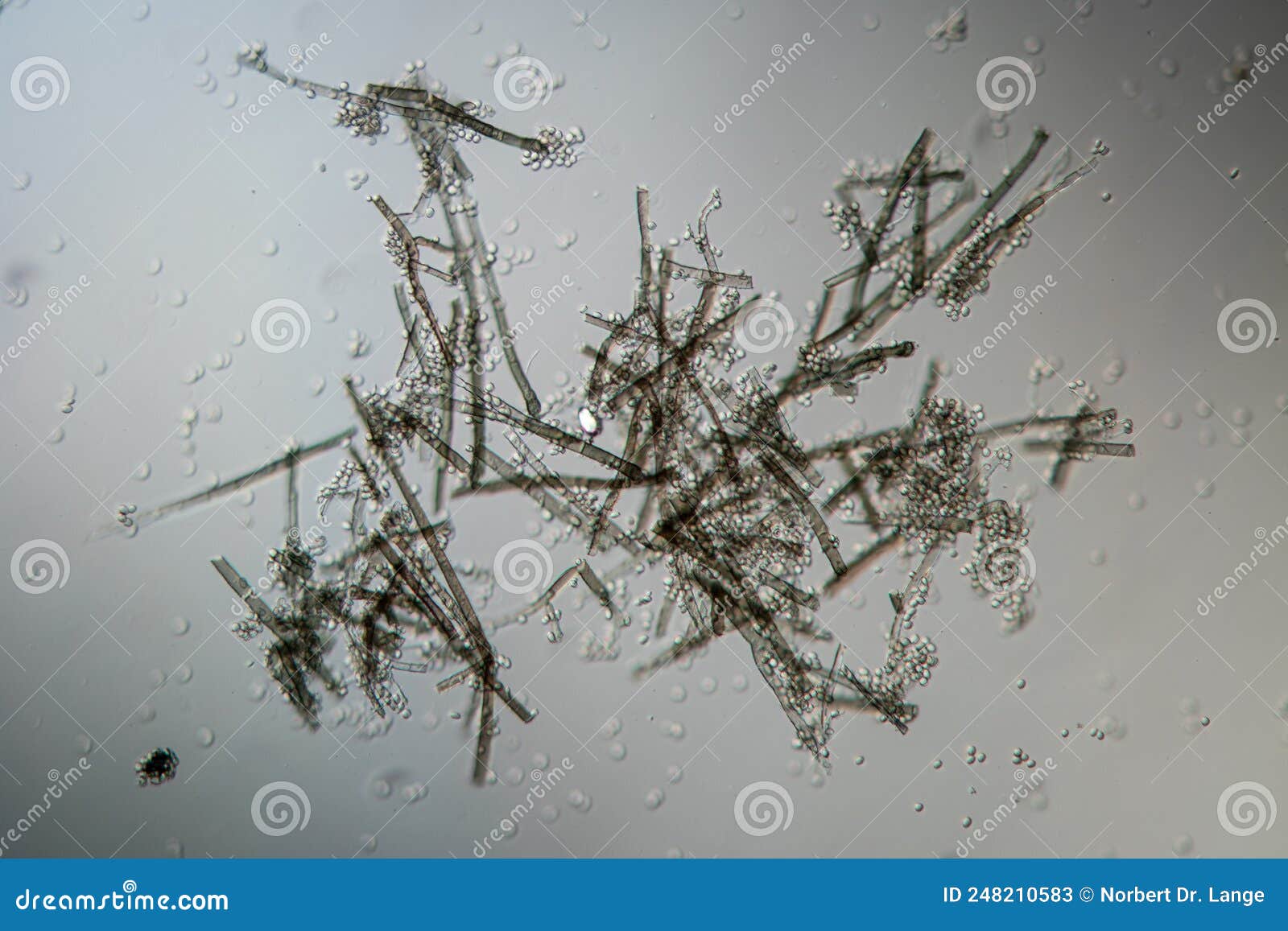 Mold filaments and spores stock image. Image of aspergillus - 248210583