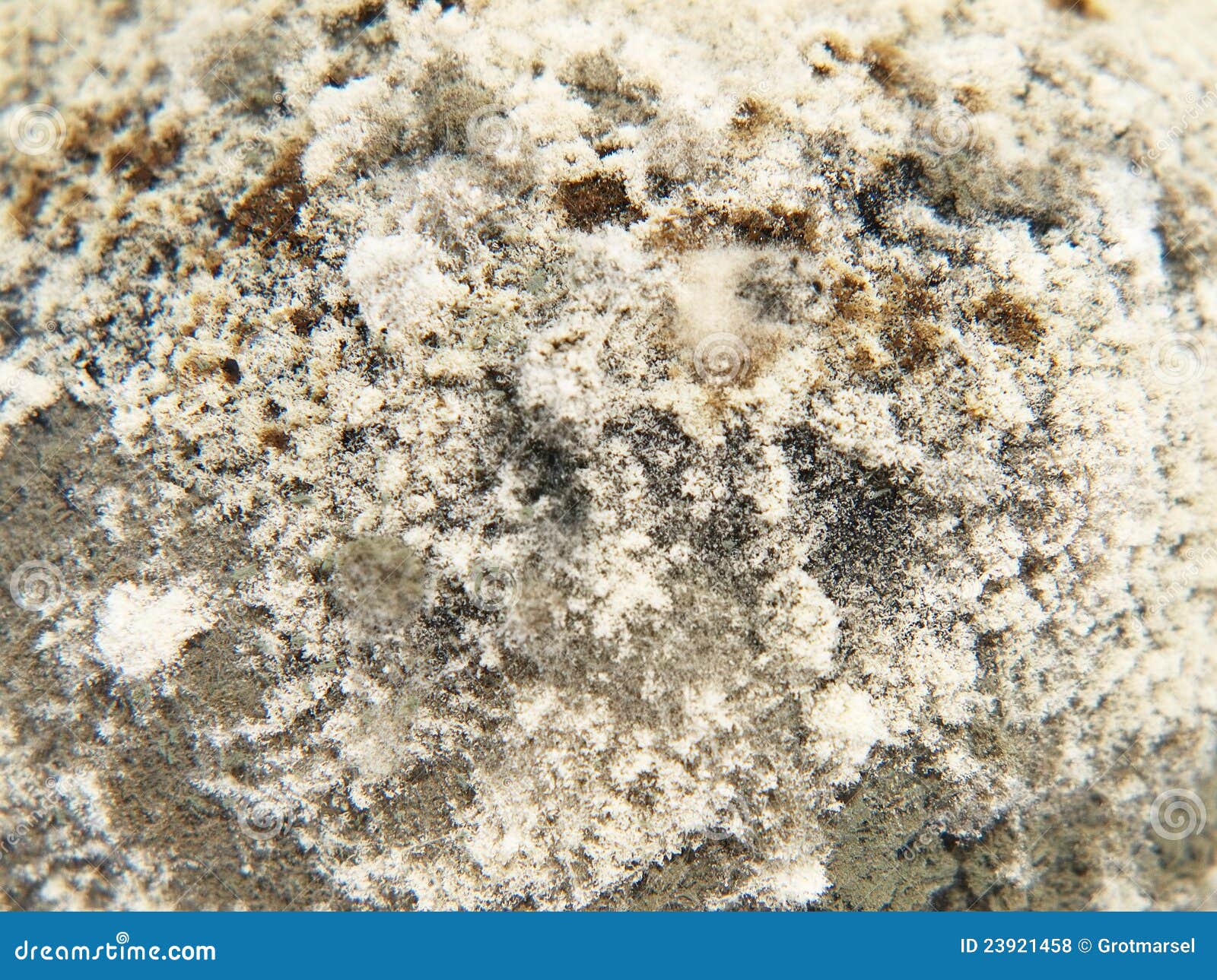 Mold on the food waste. stock photo. Image of dirty, closeup - 23921458