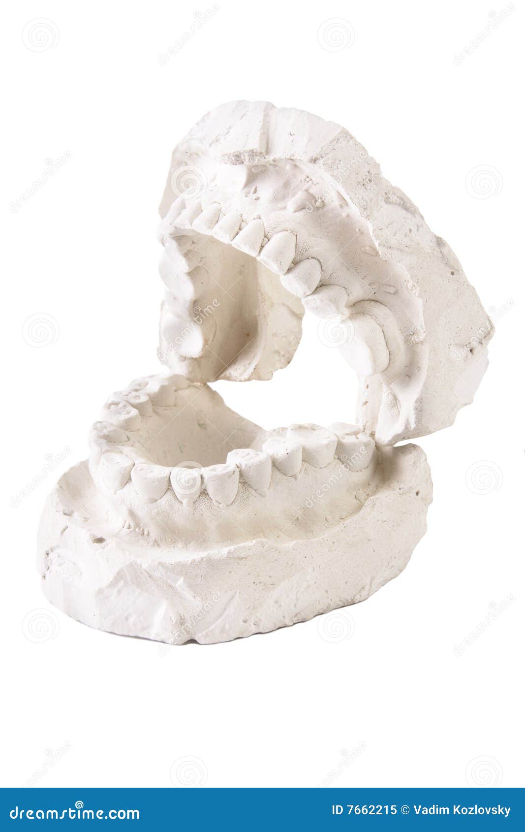 Mold of a Full Set of Human Teeth Stock Image - Image of model, form ...