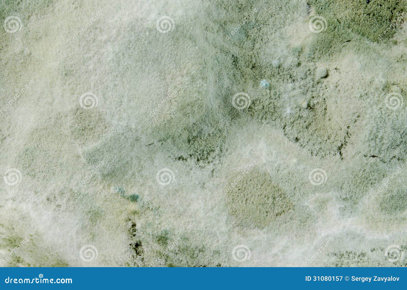 Mold stock image. Image of texture, mildew, biology, globules - 31080157