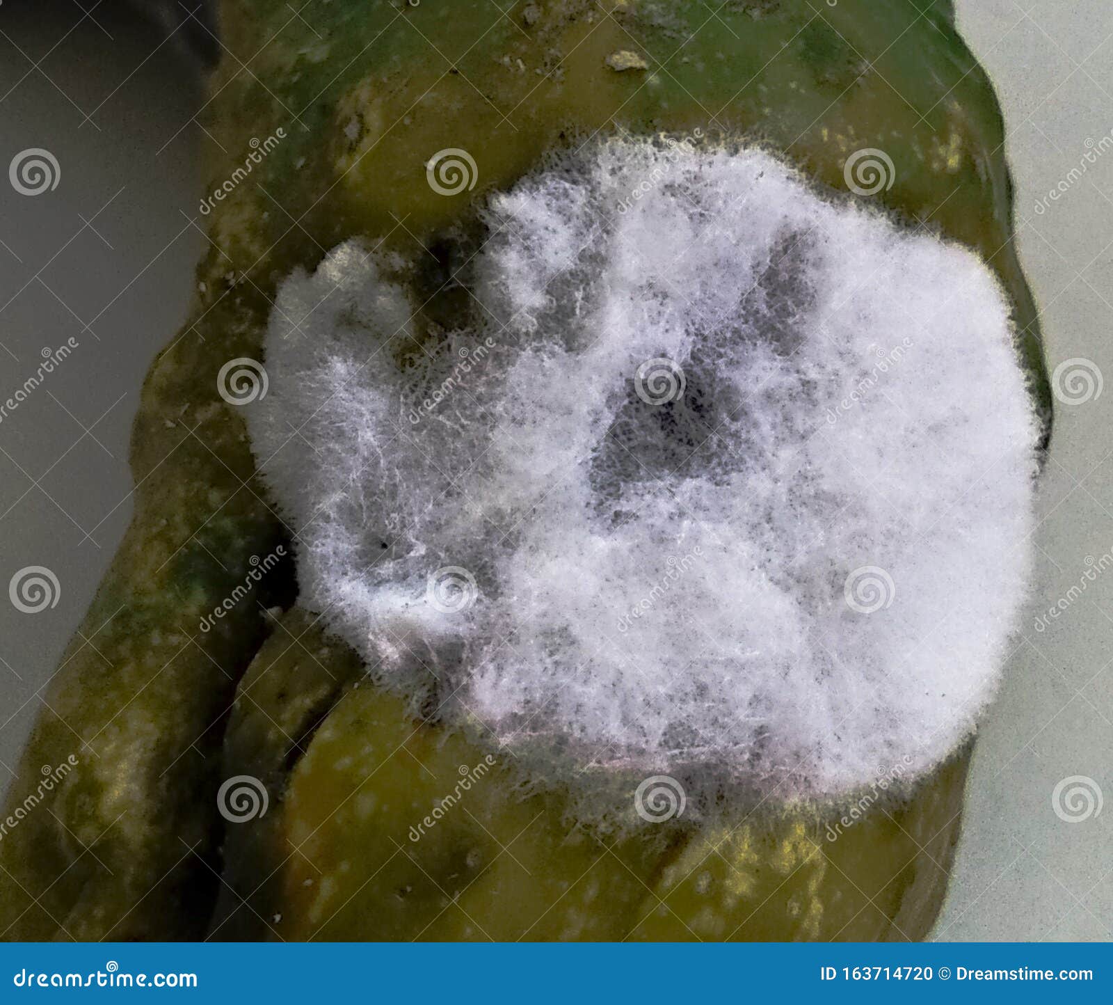Mold on Green Fresh Cucumber Stock Photo - Image of product ...