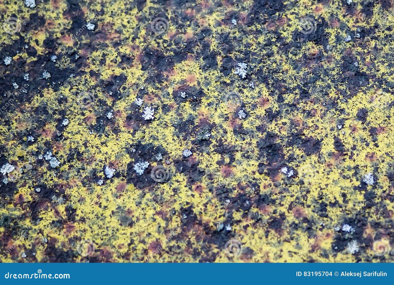 A mold stock photo. Image of humidity, plant, nature - 83195704