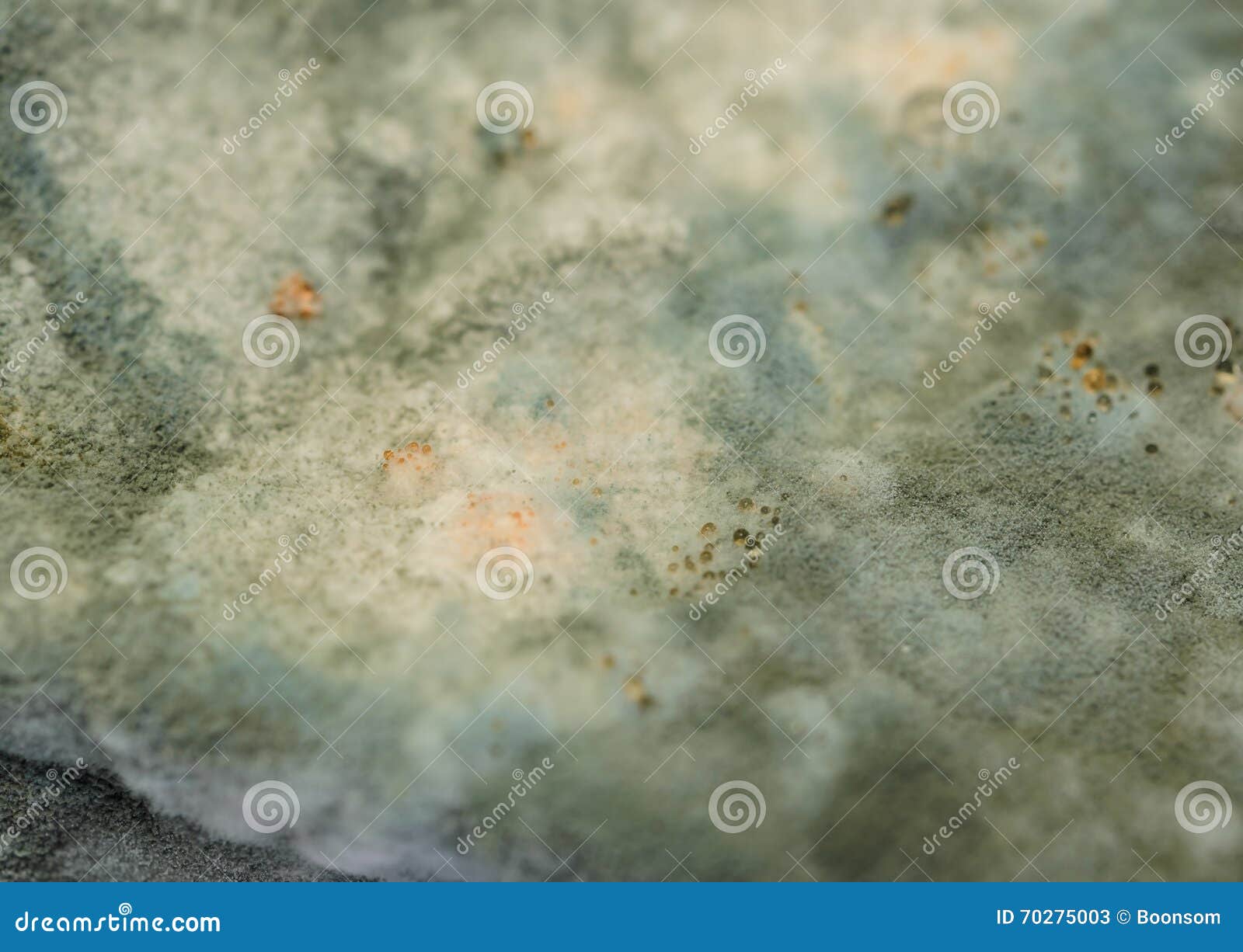 Mold Green and White Spores on Cake Stock Image - Image of fungal ...