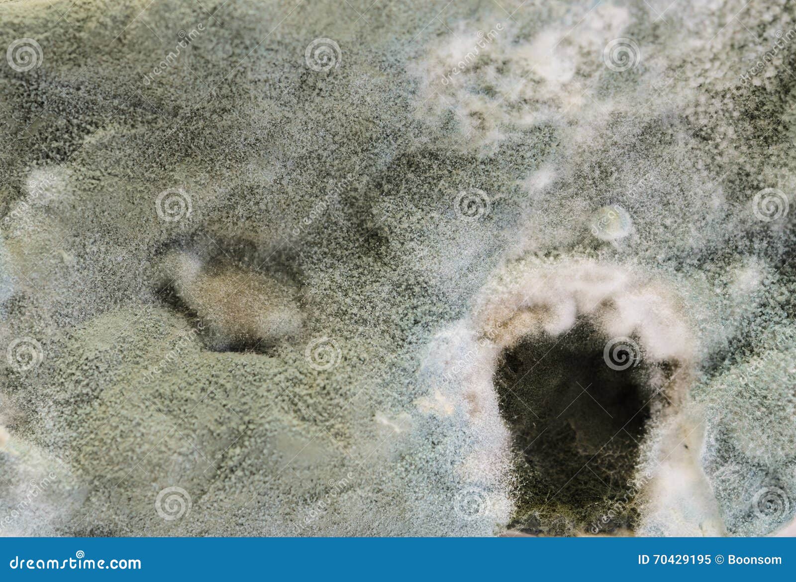 Mold Green and White Spores on Cake Stock Image - Image of harmful ...