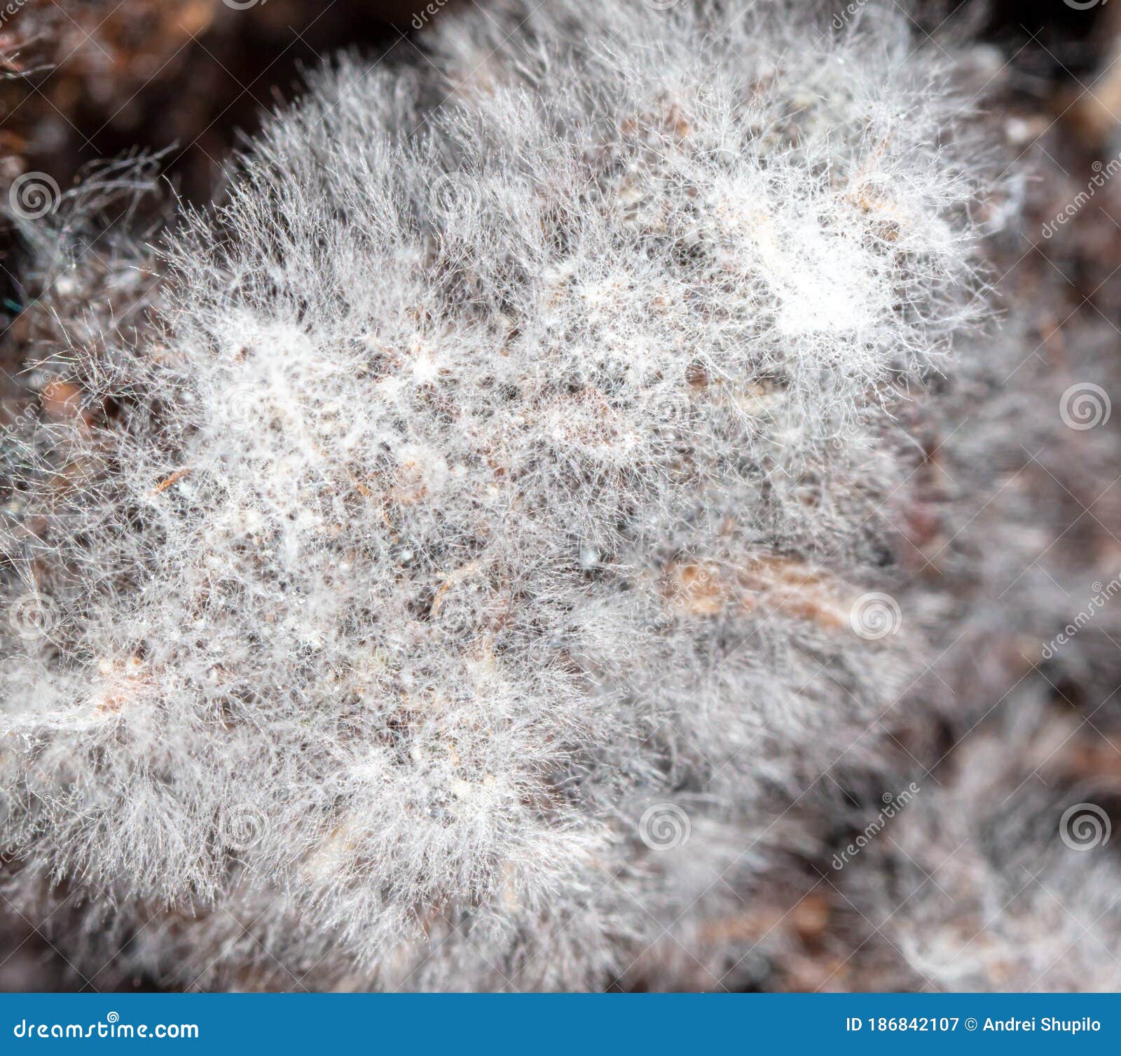 Mold on the Ground in Nature Stock Image - Image of ground, science ...