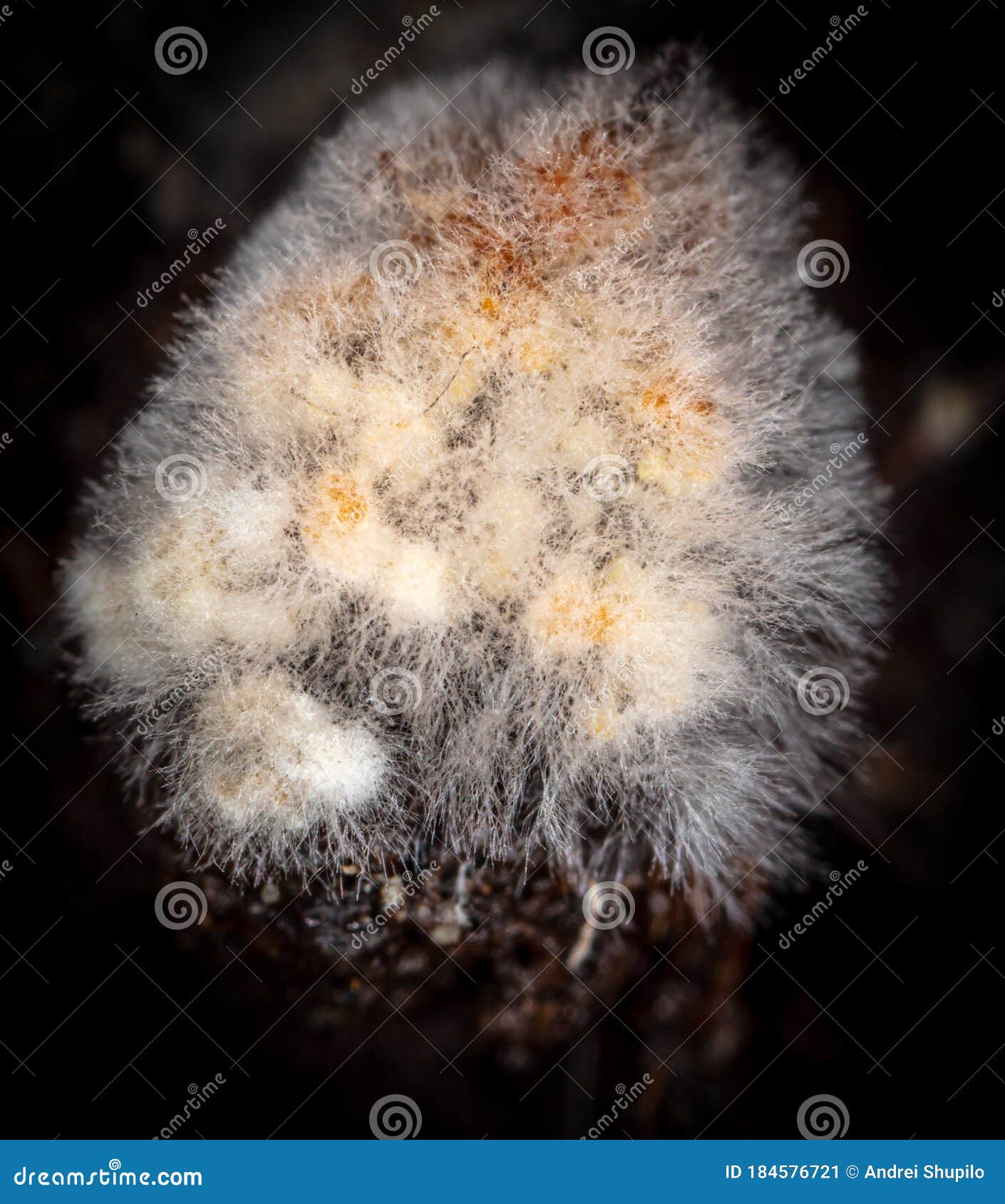 Mold on the Ground in Nature Stock Image - Image of round, black: 184576721