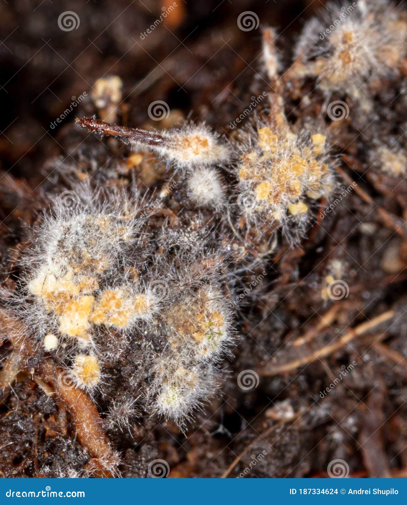 Mold on the Ground in Nature Stock Photo - Image of biology, bacteria ...