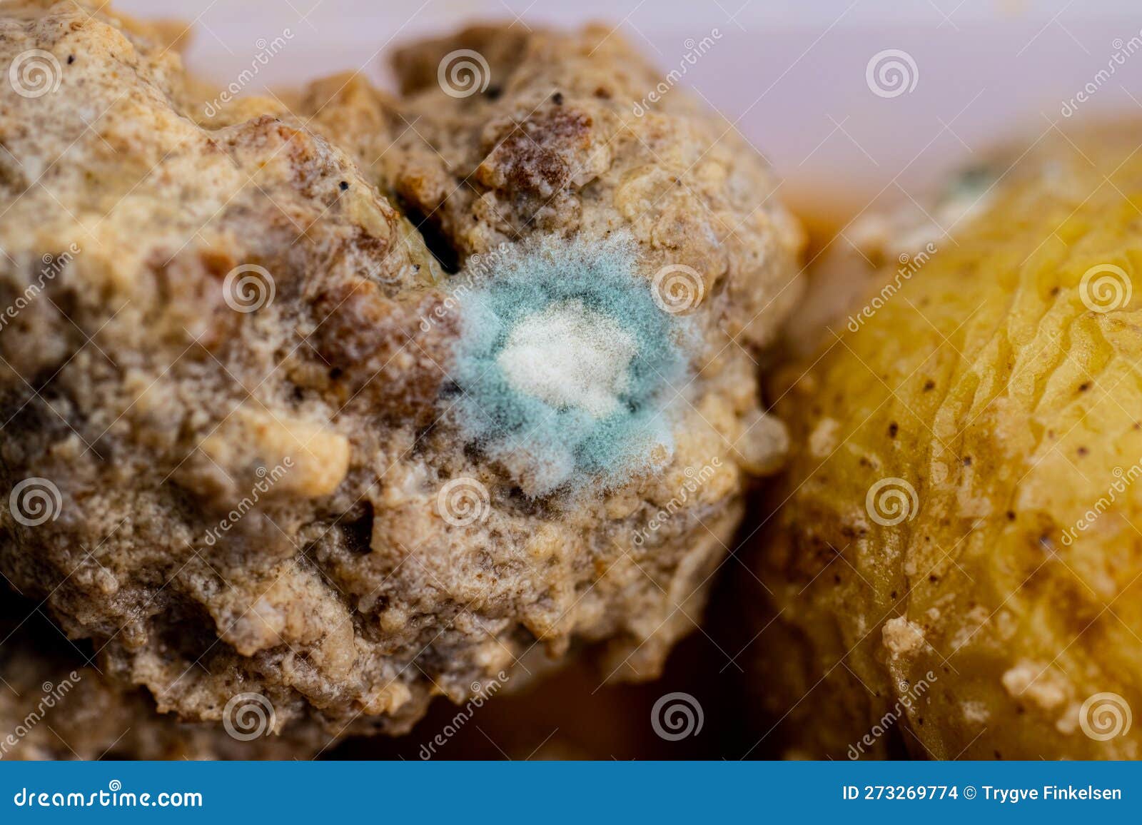Mold Growing on Last Weeks Meatballs.. Stock Photo - Image of close ...