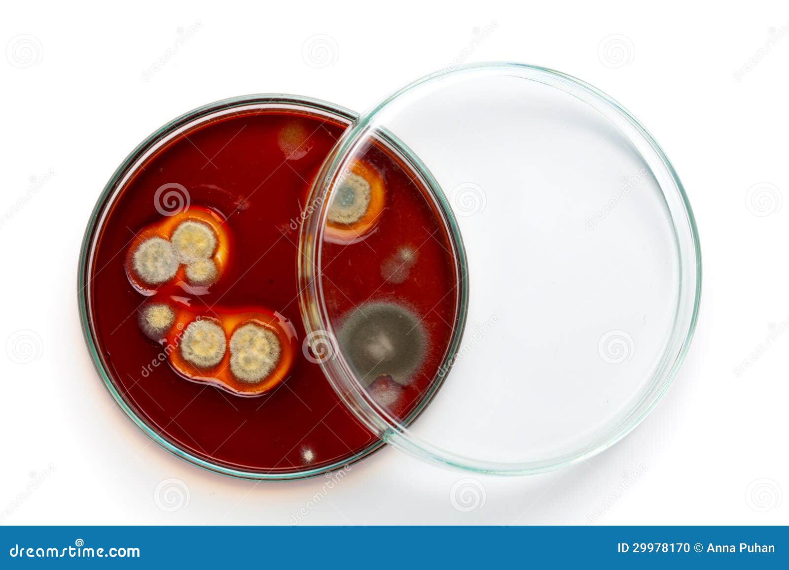 Mold Growing in a Petri Dish Stock Photo - Image of fungus, mold: 29978170