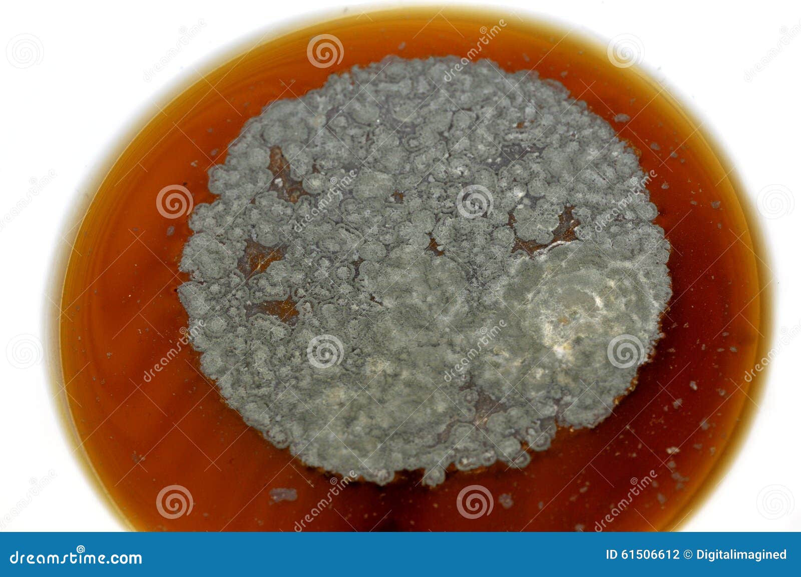 Mold stock photo. Image of spreading, soup, contamination - 61506612