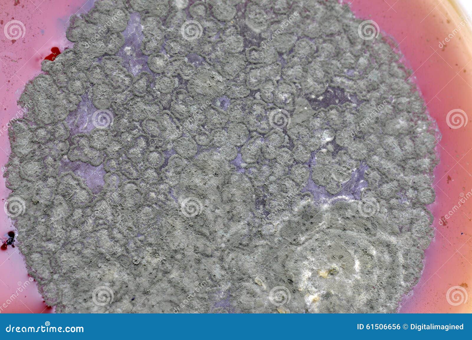 Mold stock photo. Image of infection, decomposition, fungus - 61506656