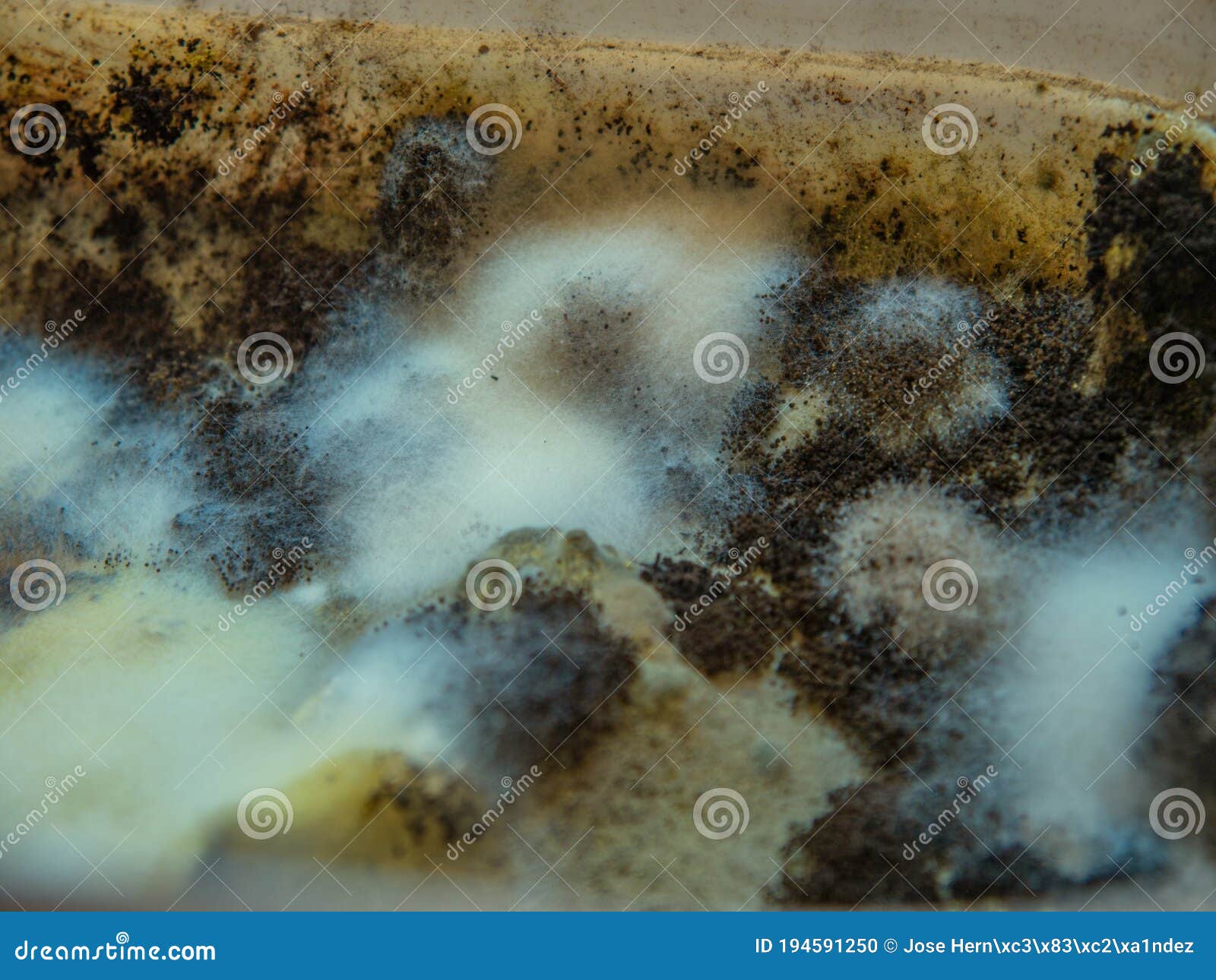 Mold Growing on the Surface of a Spoiled Food Stock Photo - Image of ...