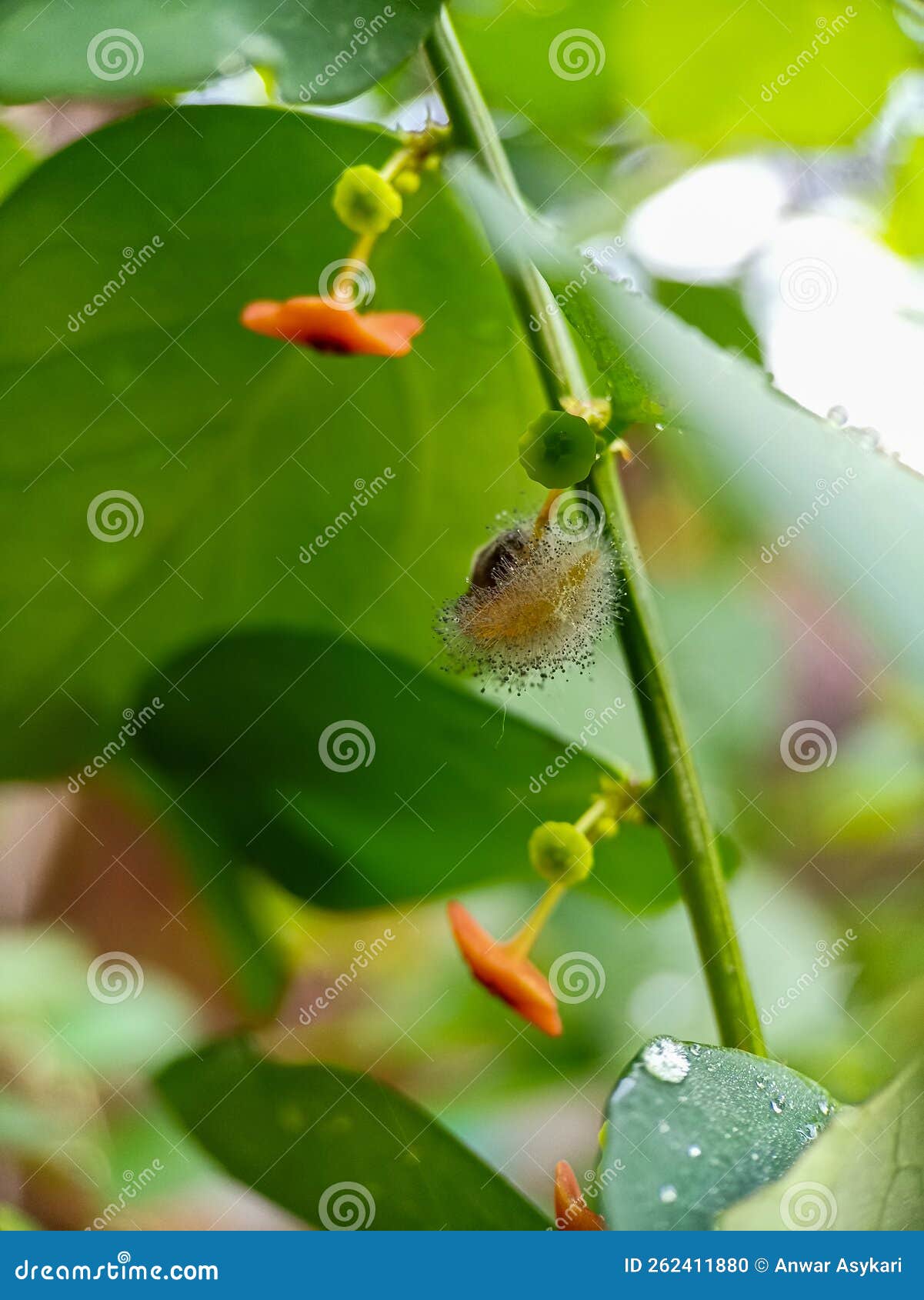Mold that Grows on Damp Flowers Stock Photo - Image of green, produce ...