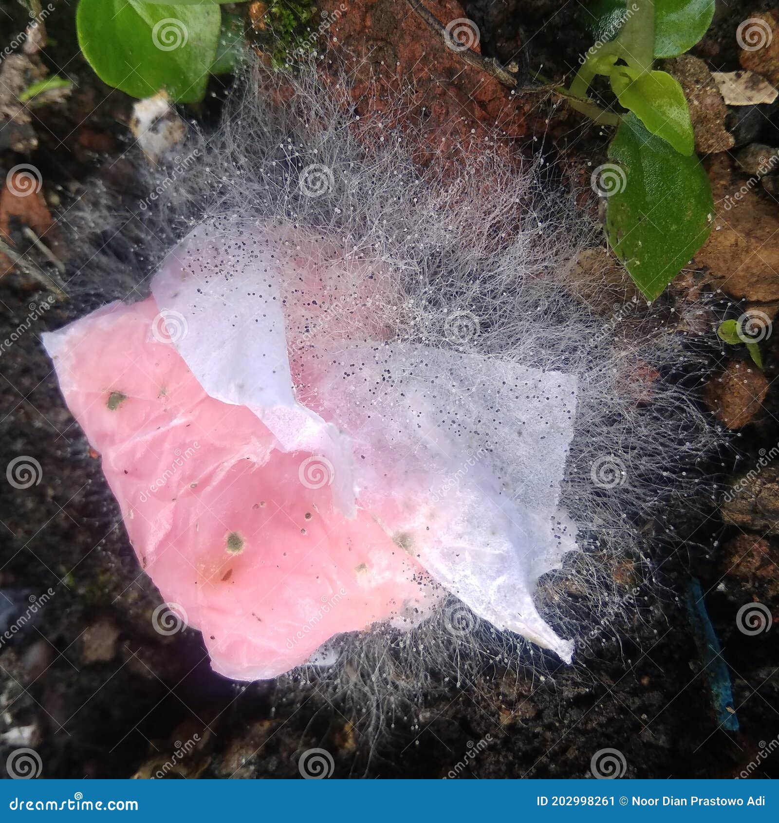 Mold grows on food scraps stock image. Image of flower - 202998261