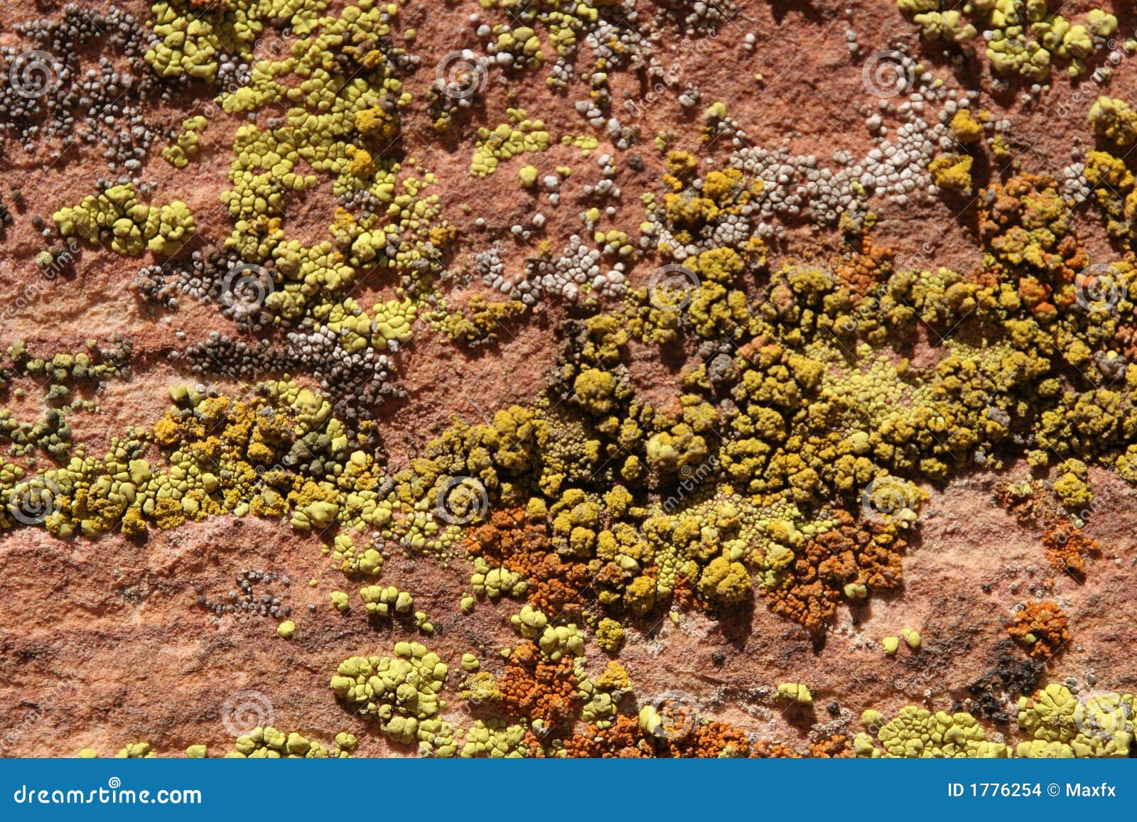 Mold Growth And Water Stains On The Ceiling Of An Abandoned House ...