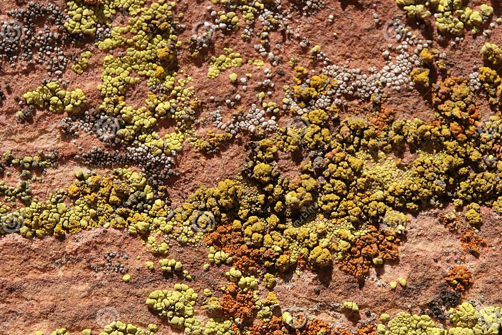 Mold growth on sandstone stock photo. Image of material - 1776254