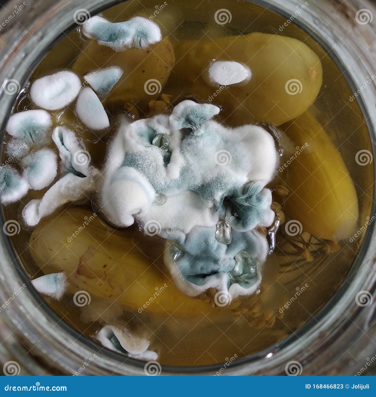 Mold stock image. Image of marinated, food, rotten, cucumber - 168466823