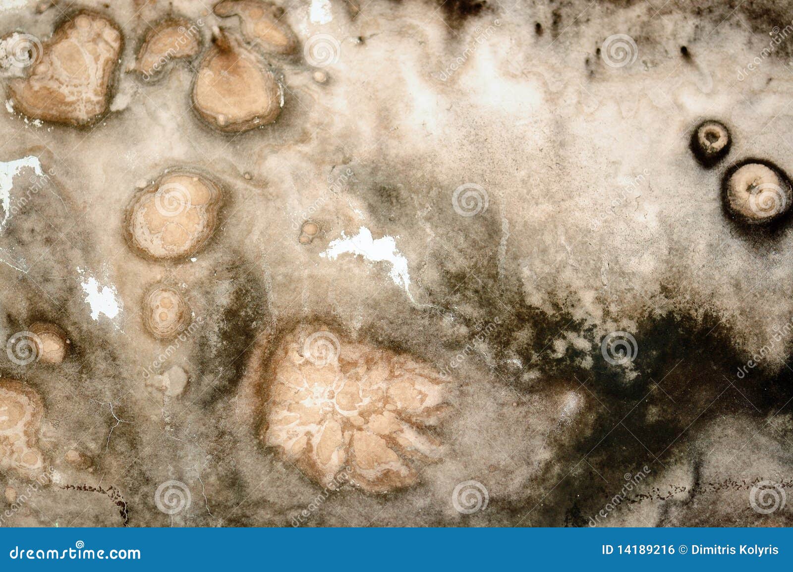 Mold macro stock photo. Image of decomposition, mold - 14189216