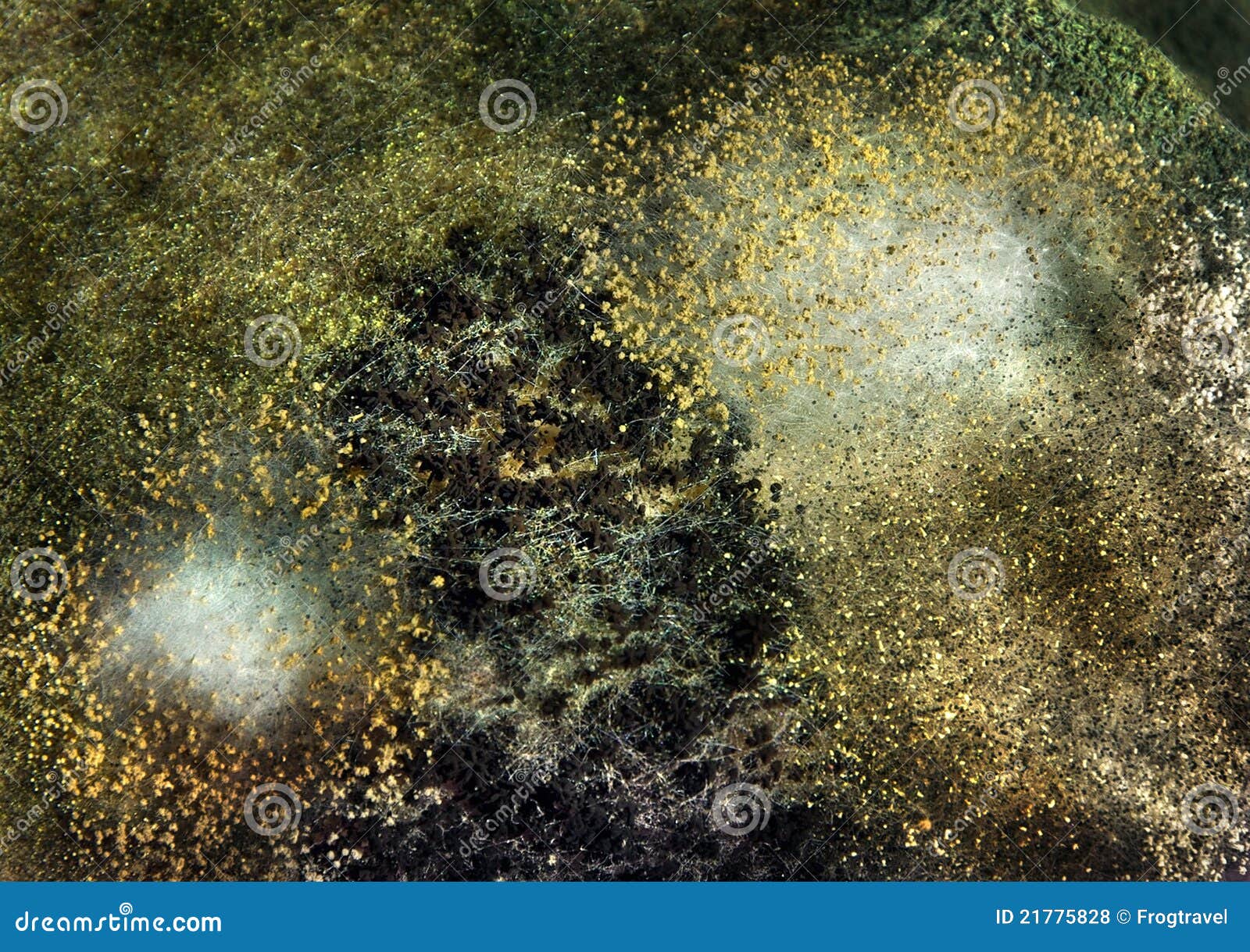 Mold Macro stock photo. Image of mushroom, green, rotten - 21775828
