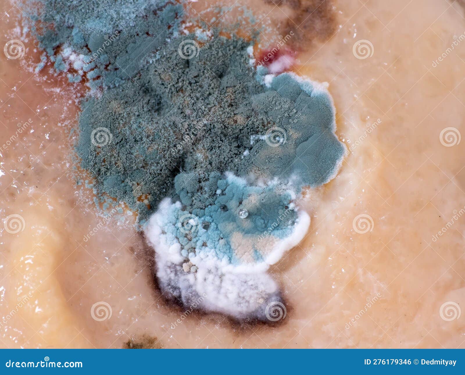 Mold and Microorganisms on Food, Macro Shot Stock Photo - Image of ...