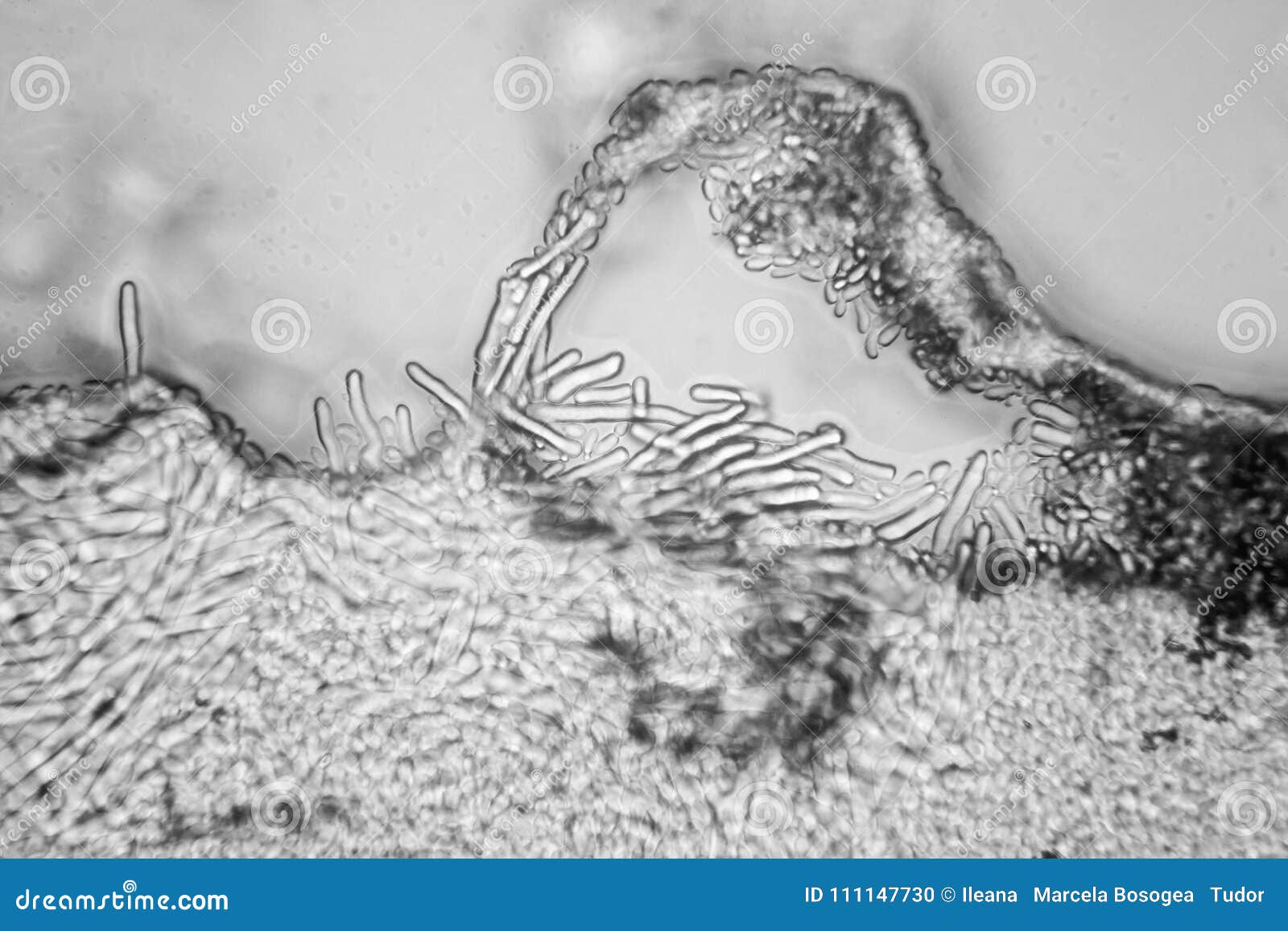Mold at the microscope stock photo. Image of microorganisms - 111147730
