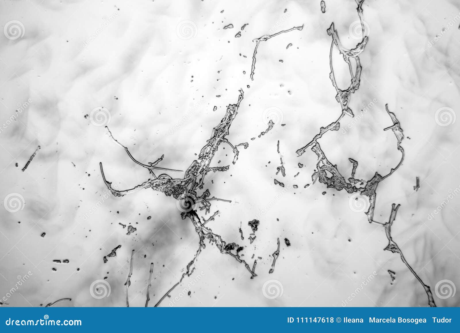 Mold at the microscope stock photo. Image of aspergillus - 111147618