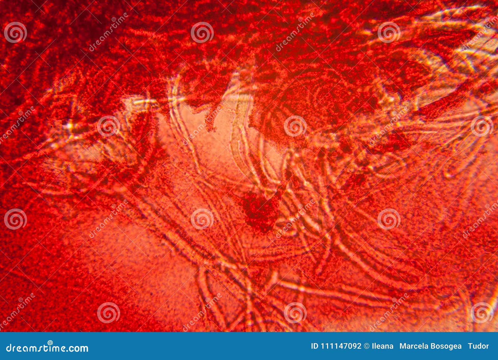 Mold at the microscope stock photo. Image of microscope - 111147092