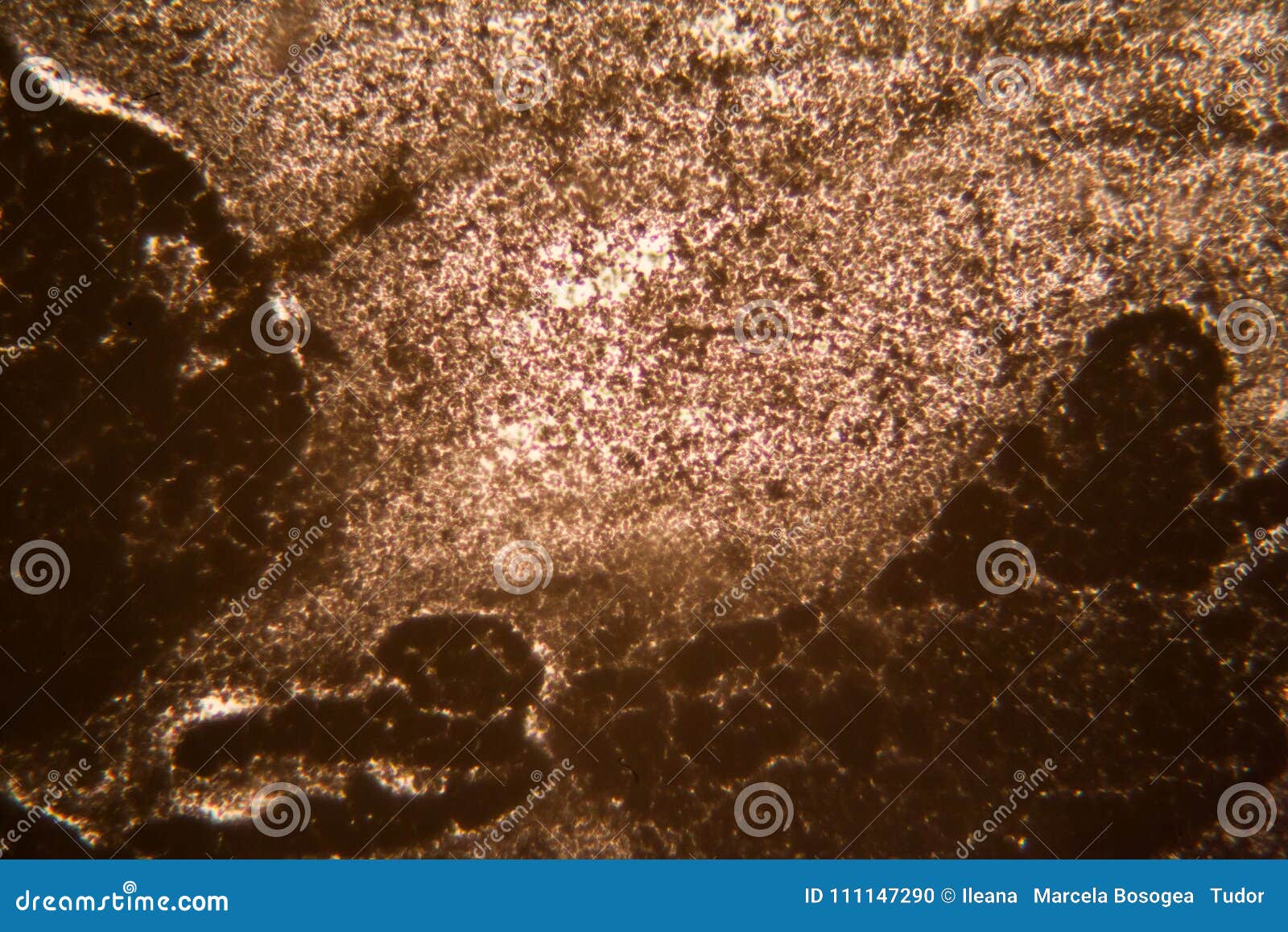 Mold at the microscope stock photo. Image of macro, fungus - 111147290