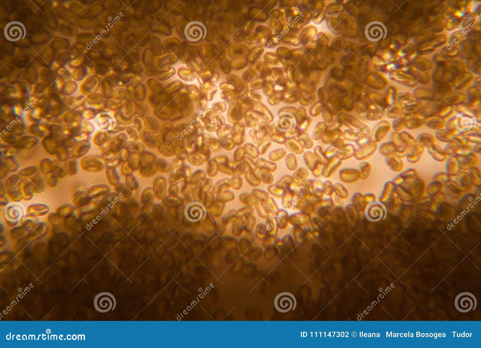 Mold at the microscope stock photo. Image of macro, life - 111147302