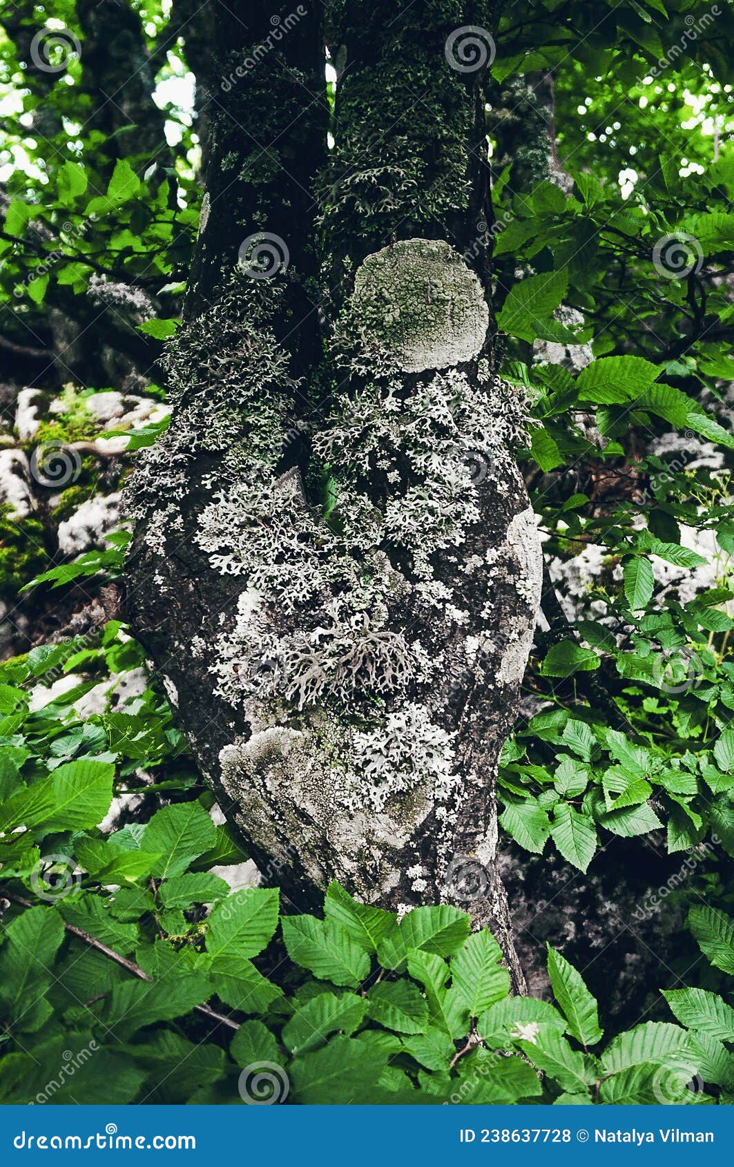 Mold and Mildew Grows on a Tree in the Forest Stock Photo - Image of ...