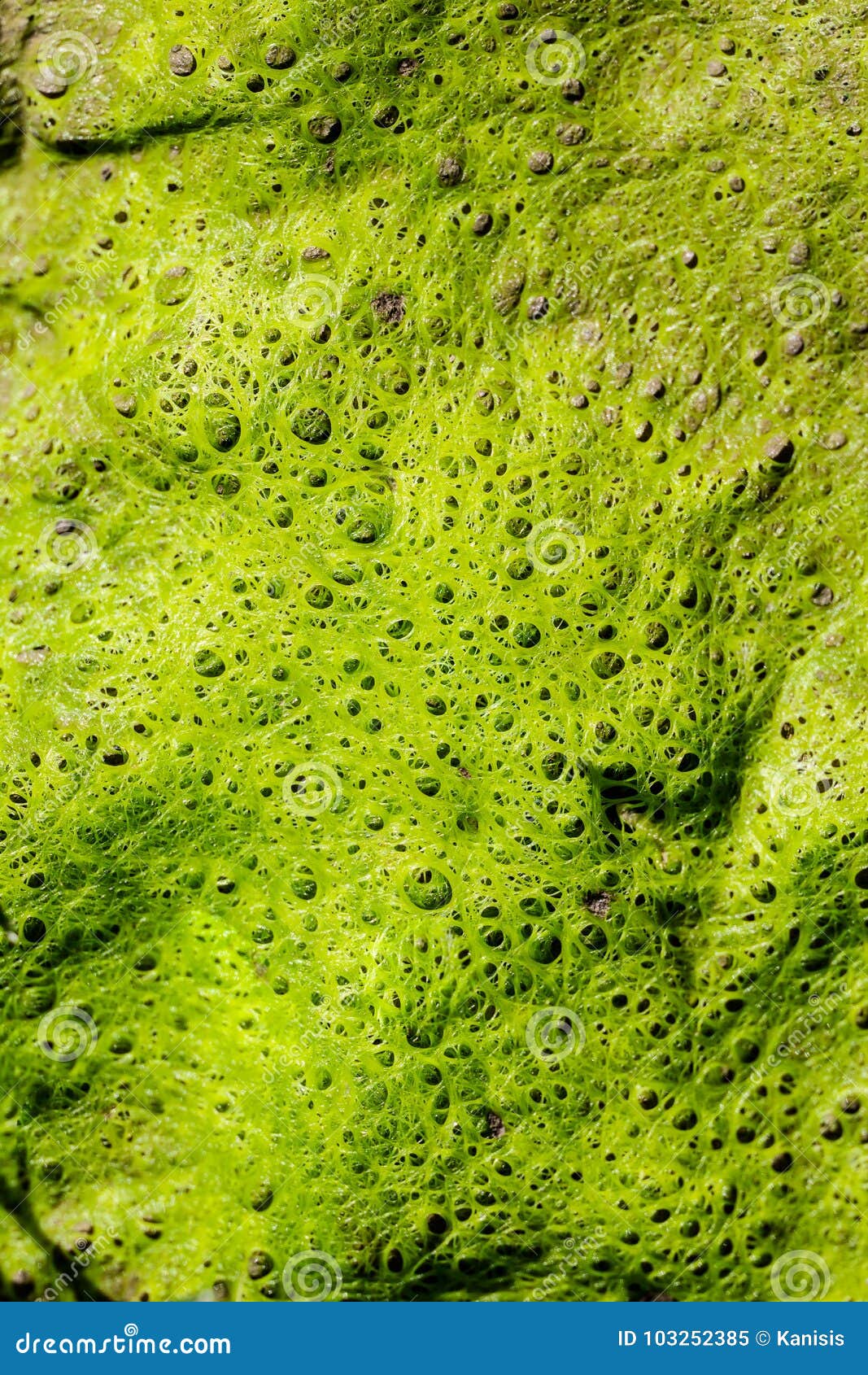 Mold, Moss or Bacterium Made Natural Structure Stock Image - Image of ...