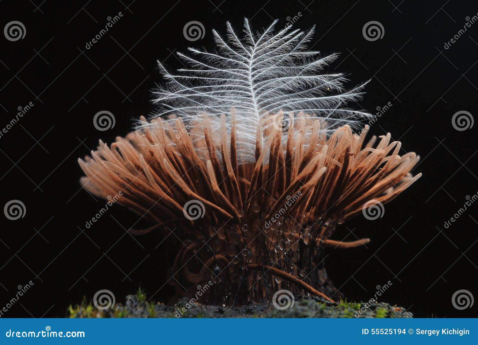 Mold mushrooms stock photo. Image of biochemistry, hemitrichia - 55525194