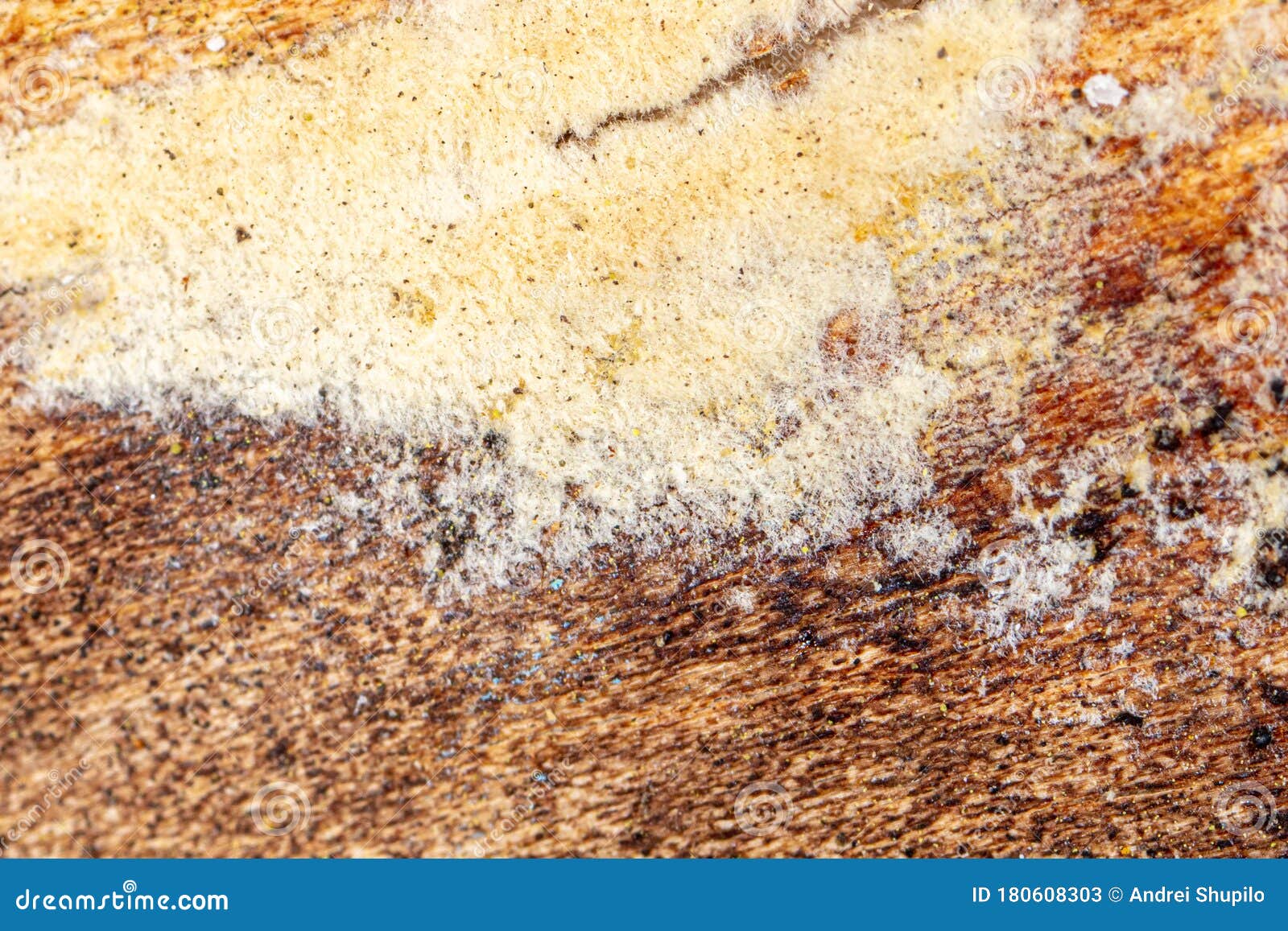 Mold in Mushrooms on a Wooden Background Stock Image - Image of timber ...