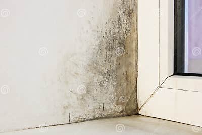 Mold Near a Window in the House Stock Photo - Image of fungal, renovate ...
