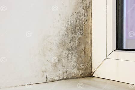 Mold Near a Window in the House Stock Photo - Image of fungal, renovate ...