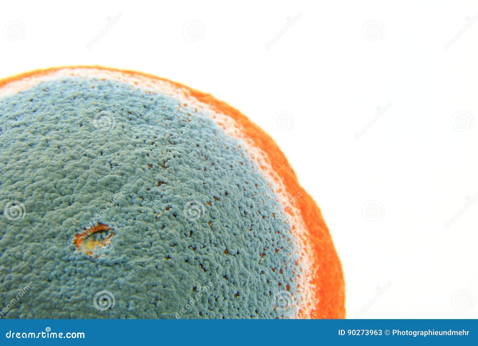 Mold on an orange stock image. Image of disgusting, white - 90273963