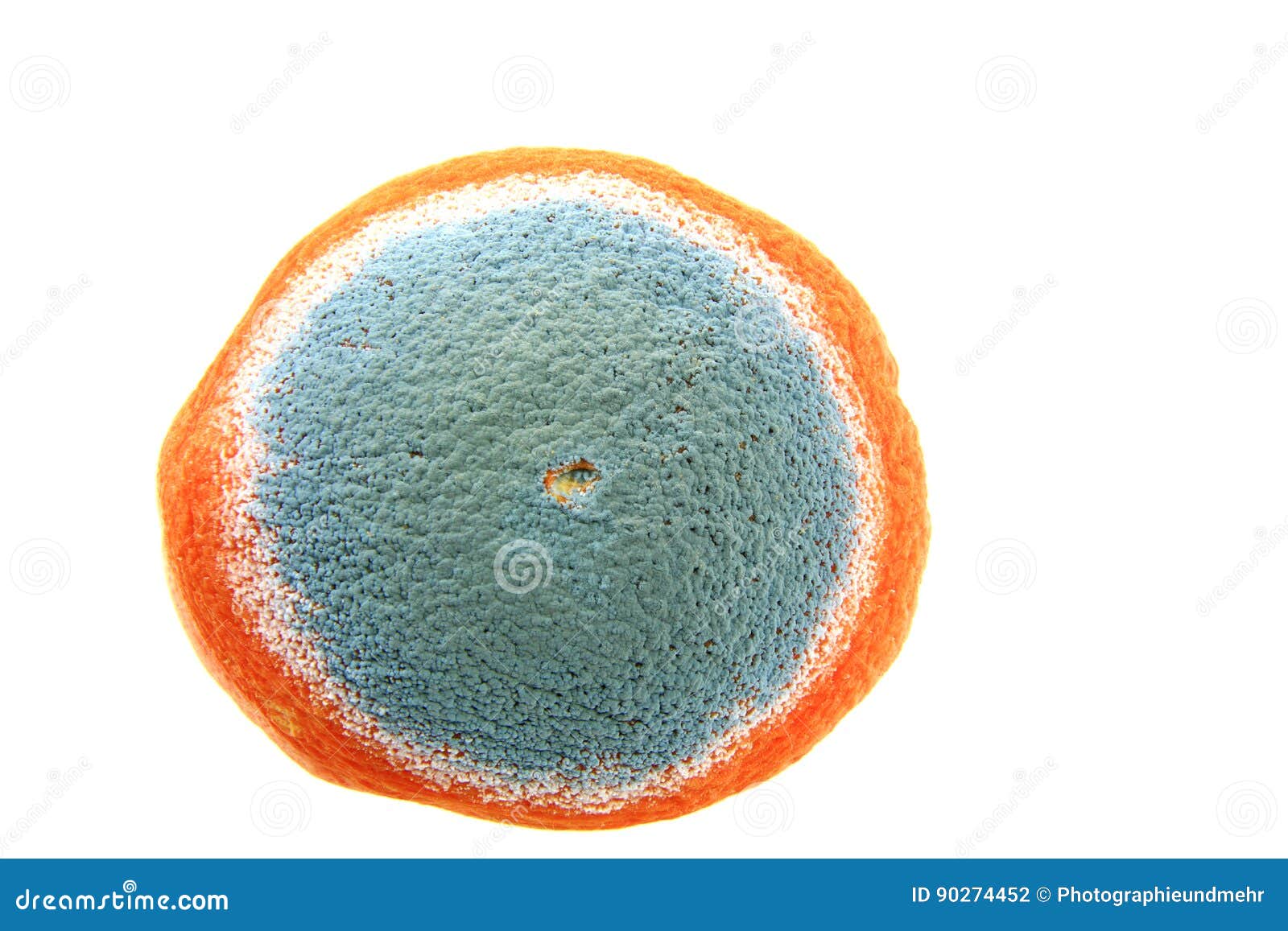 Mold on an orange stock photo. Image of infestation, background - 90274452