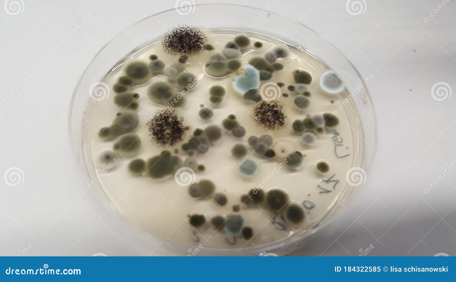 Mold in a Petri dish stock image. Image of penicillin - 184322585