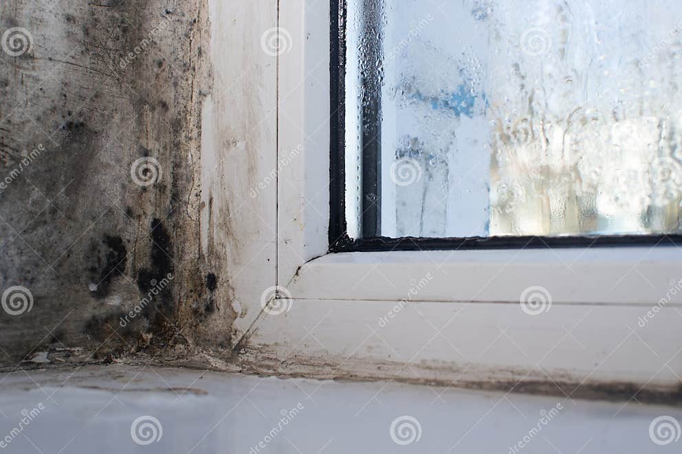 Mold on Plastic Windows. Wet Window. Stock Photo - Image of damp ...
