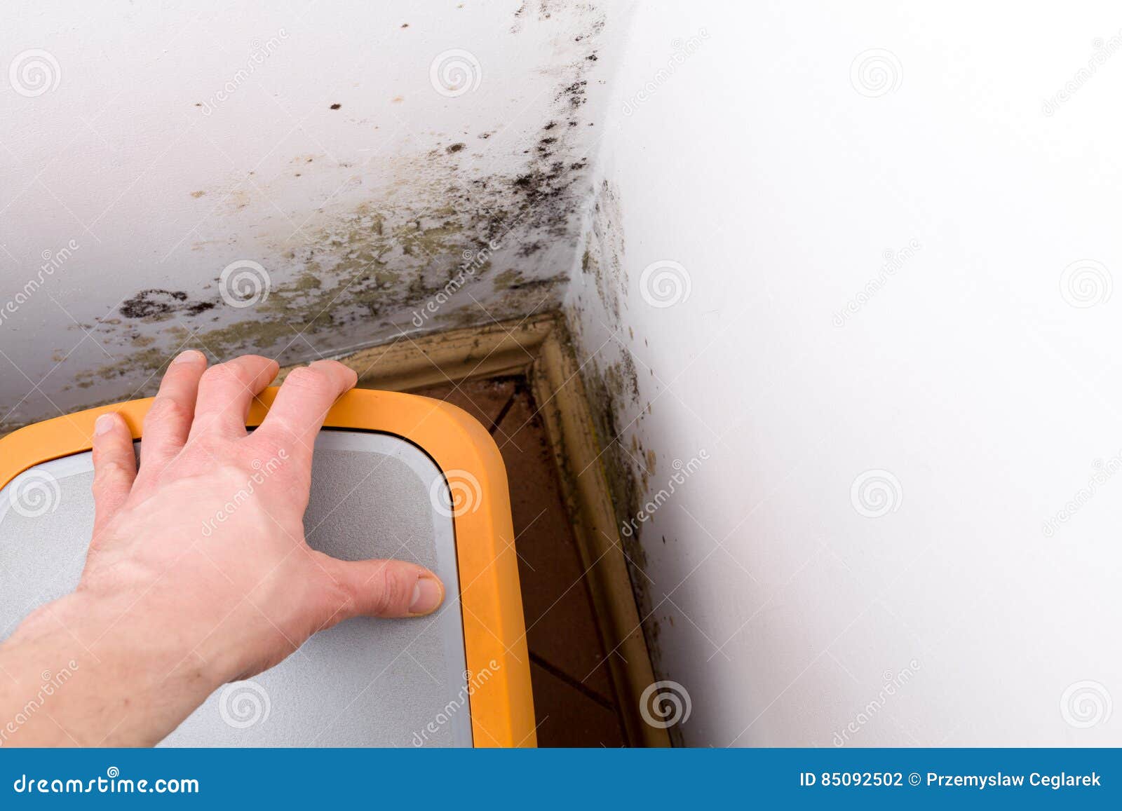 Mold problem in home. stock photo. Image of hand, messy - 85092502