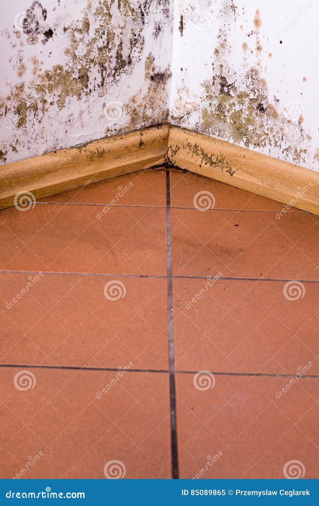 Mold problem in home. stock image. Image of dirty, infestation - 85089865