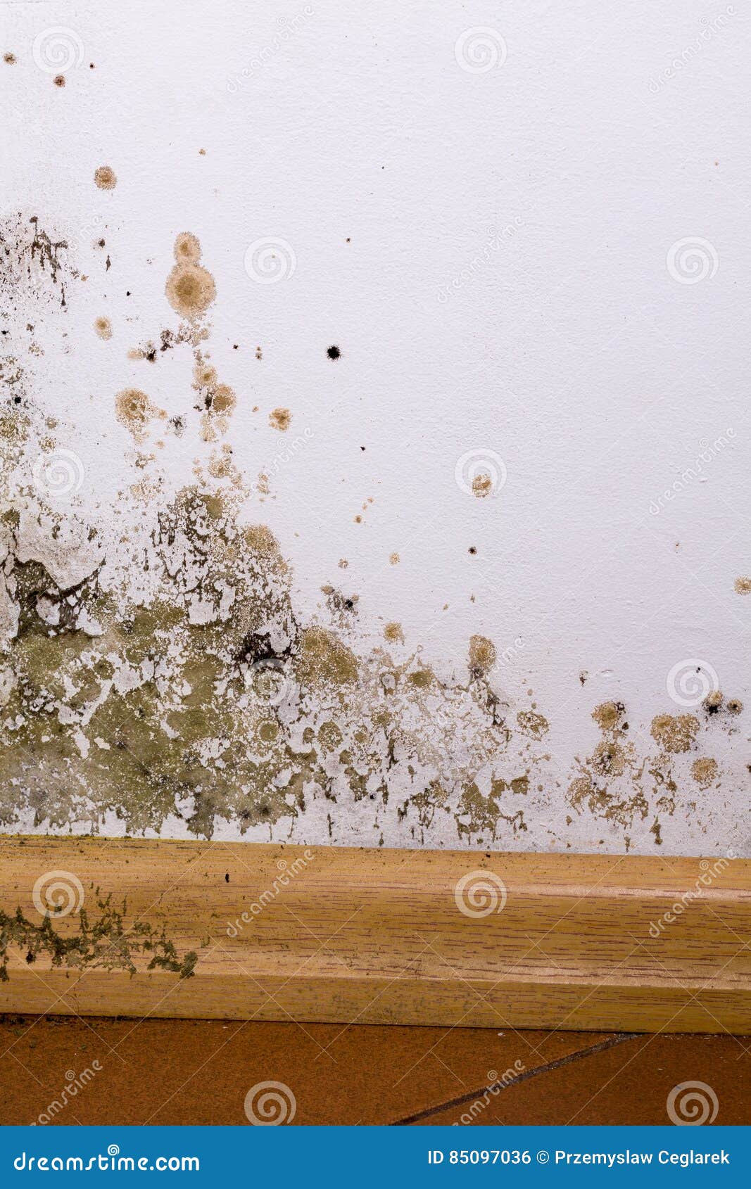 Mold problem in home. stock photo. Image of allergy, black - 85097036